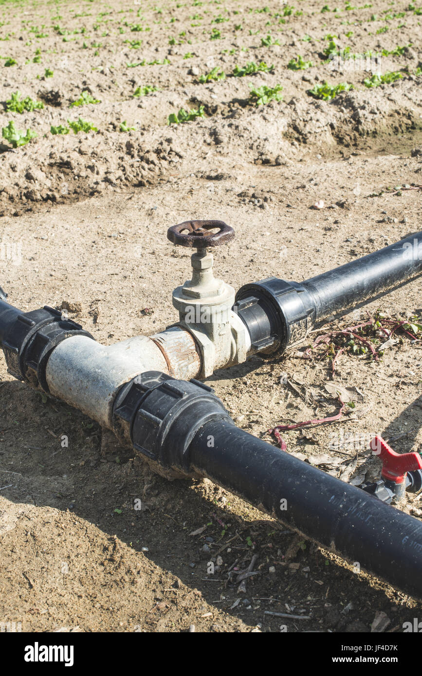 Watering tubes on lettuce Stock Photo - Alamy