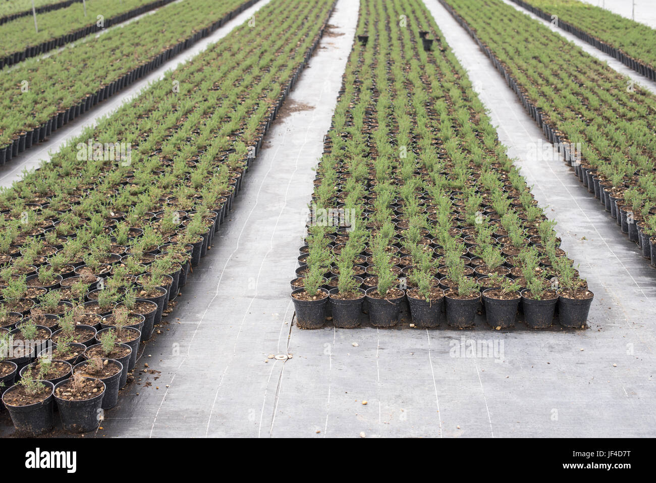 Thyme in pots Stock Photo - Alamy