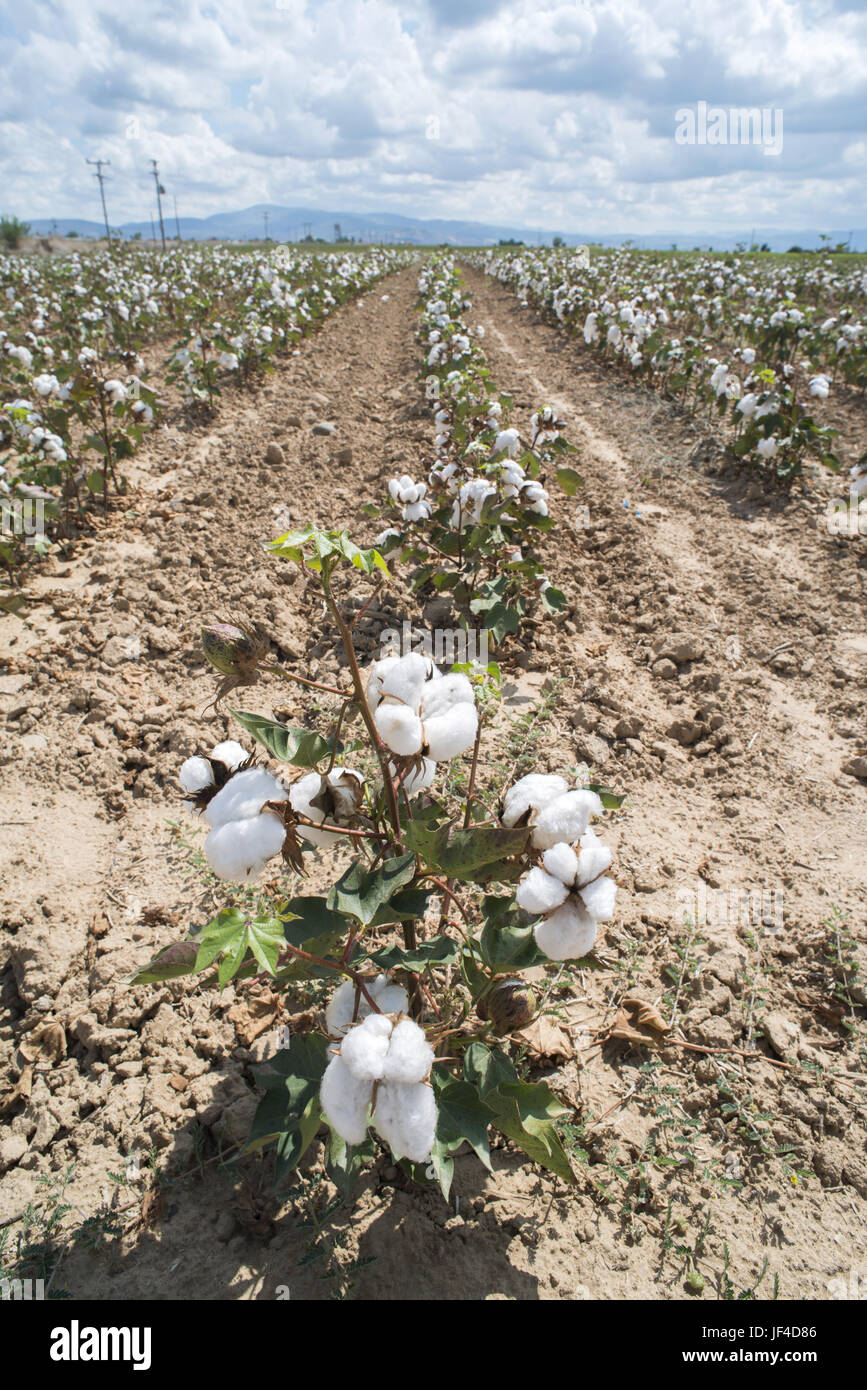 Cotton plants field Stock Photo - Alamy