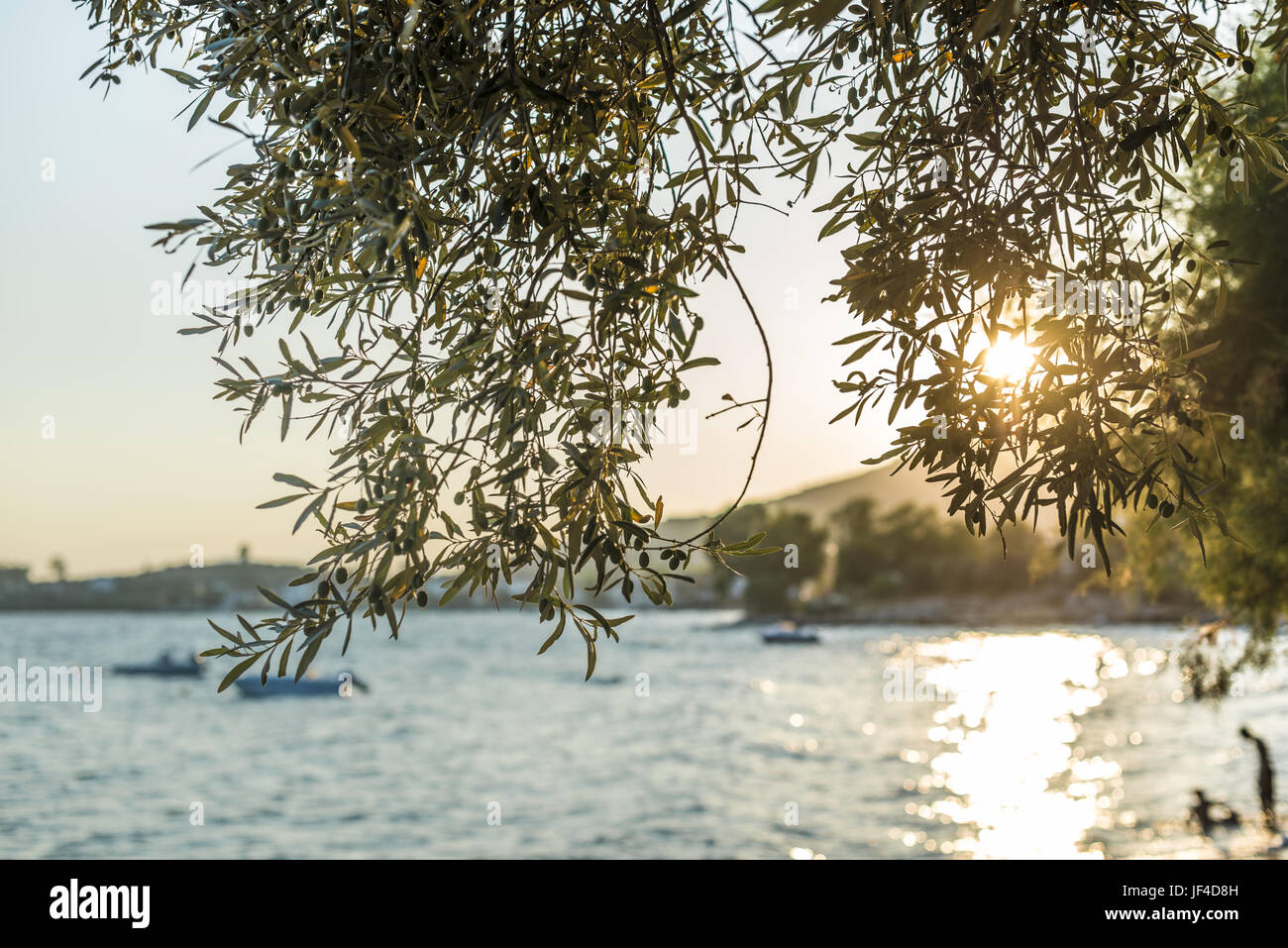 Olive trees, sea and sunset Stock Photo - Alamy