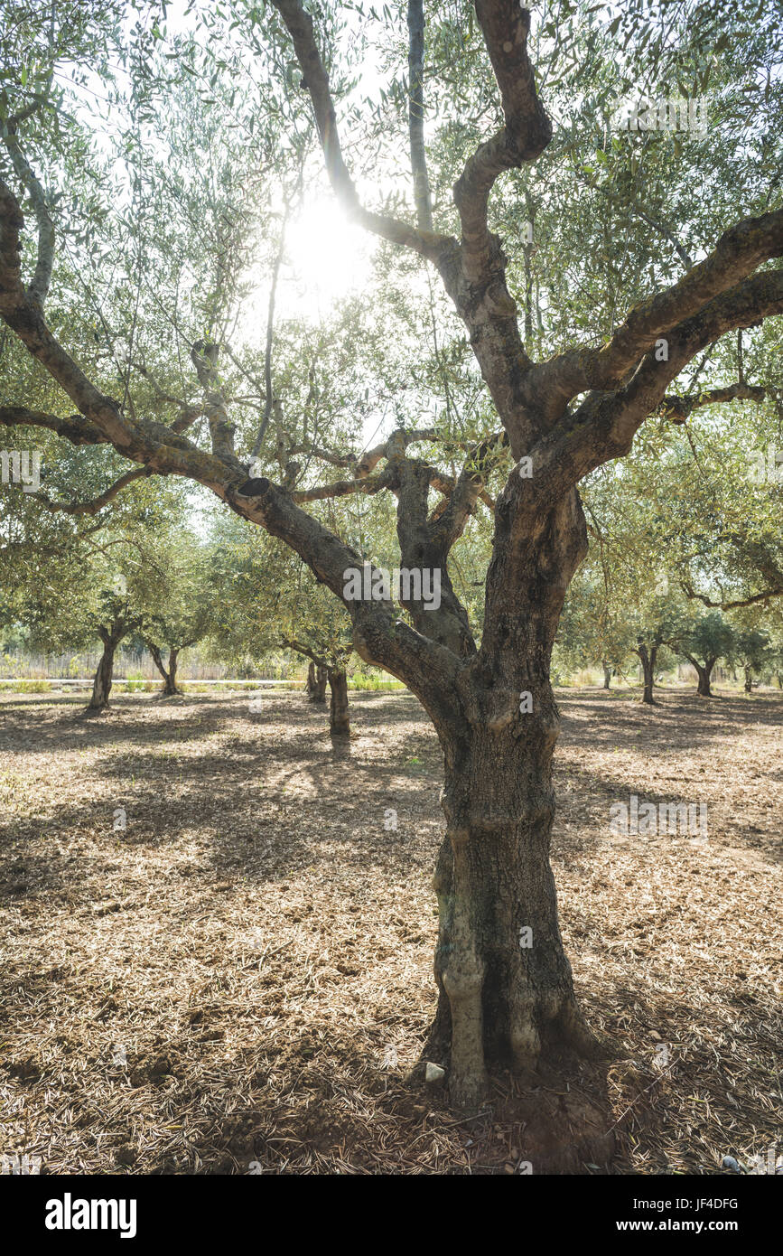 Olive trees and sun rays Stock Photo - Alamy