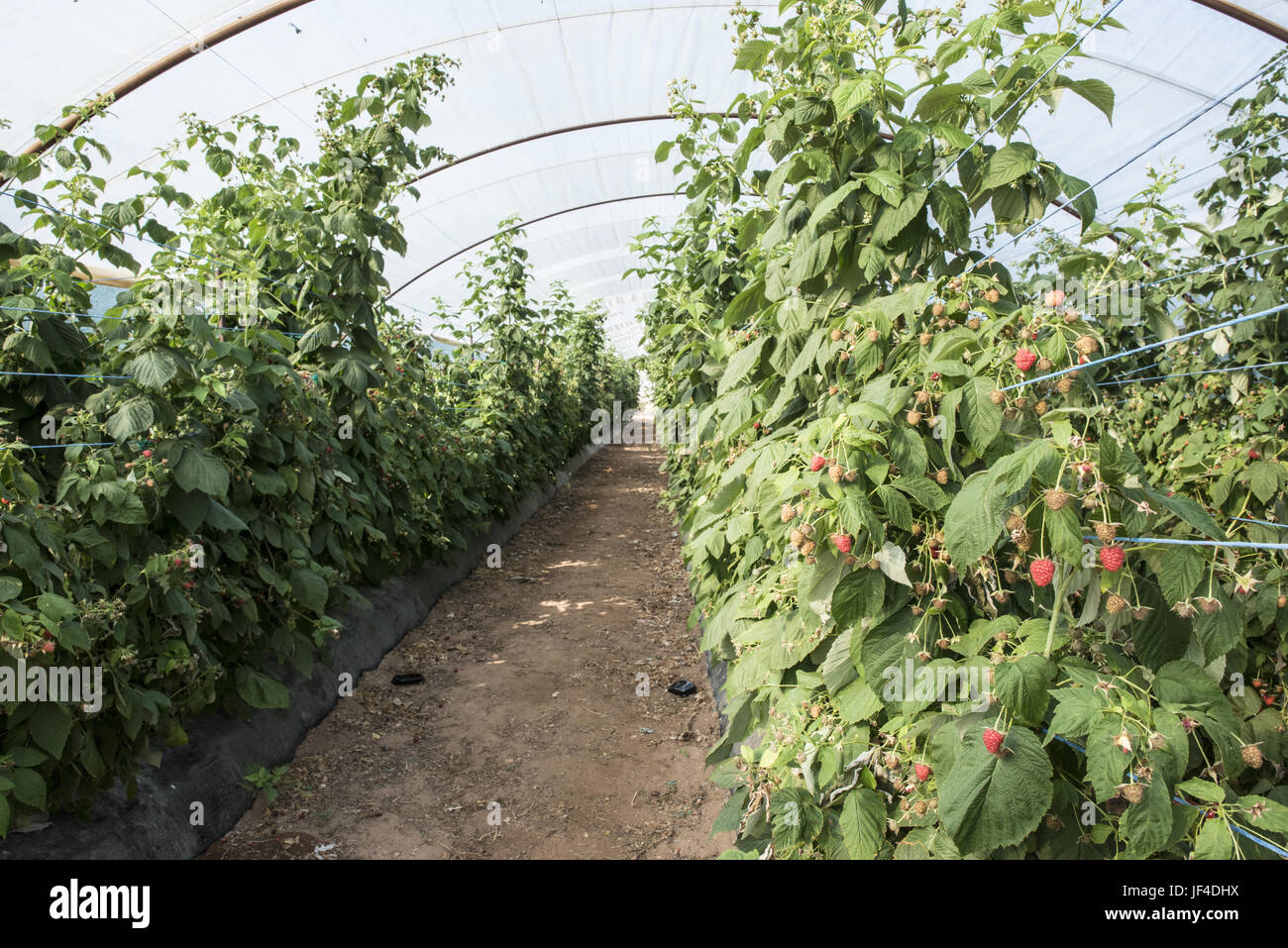 Raspberry in greenhouse Stock Photo - Alamy