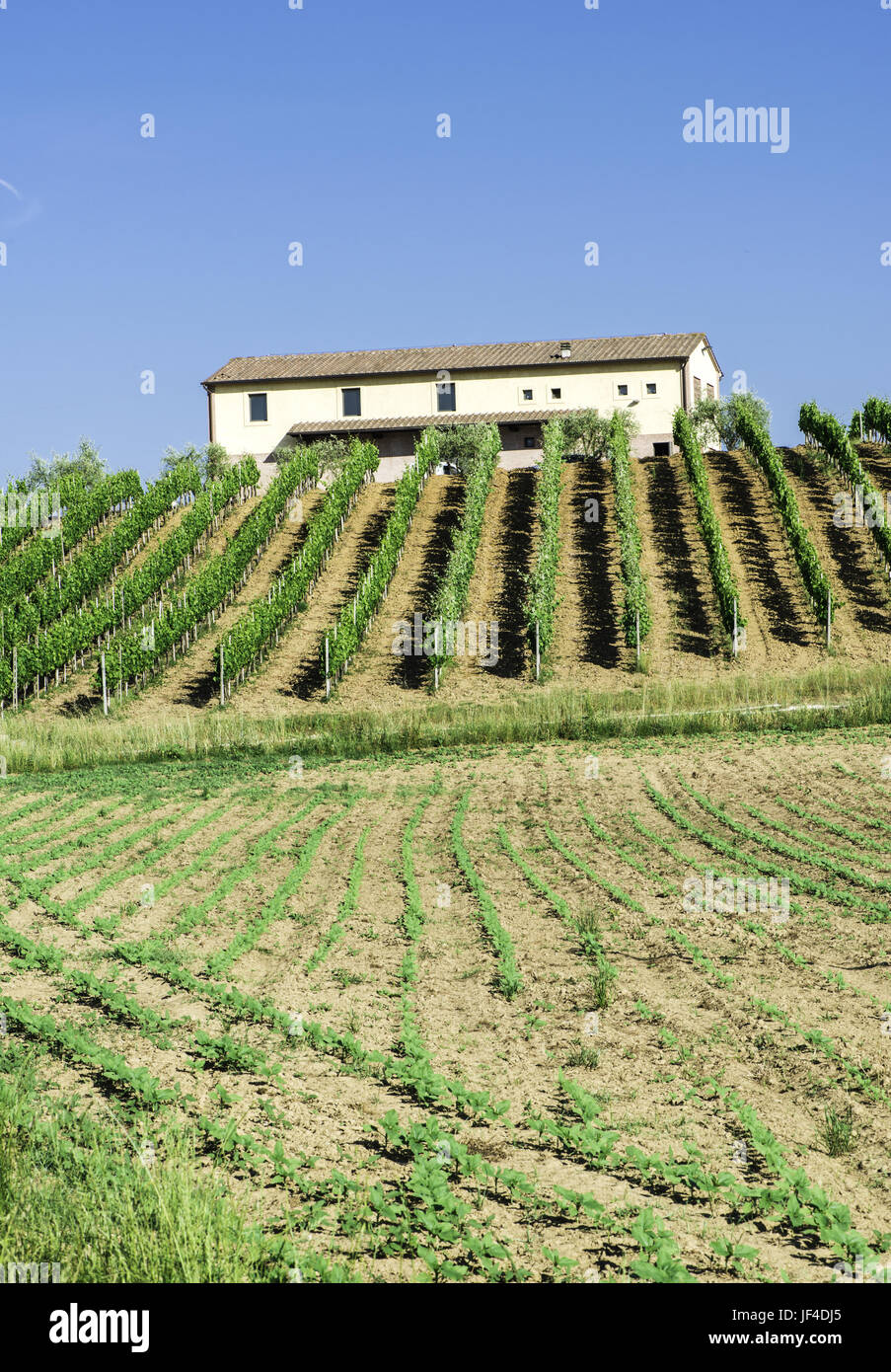 Vine plantations and farmhouse in Italy Stock Photo - Alamy