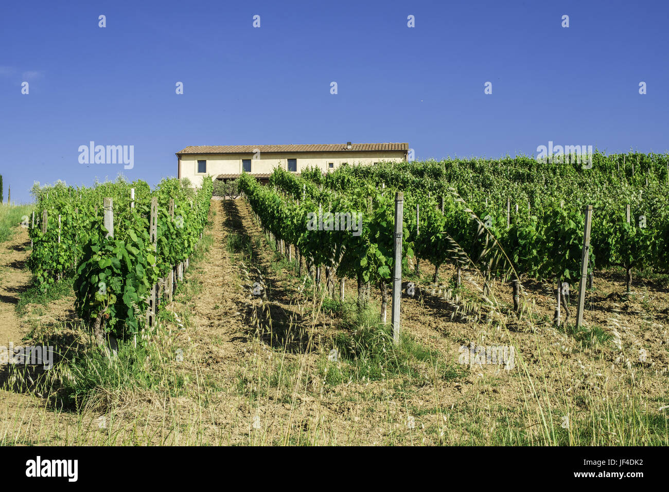 Vine plantations farmhouse in hi-res stock photography and images - Alamy