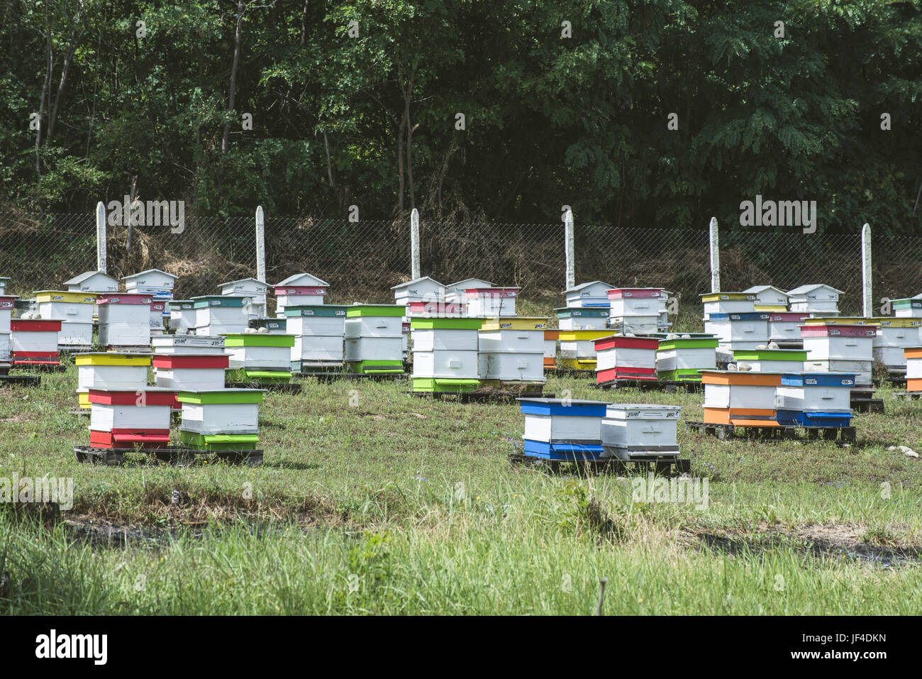 Beehives in bee farm Stock Photo - Alamy