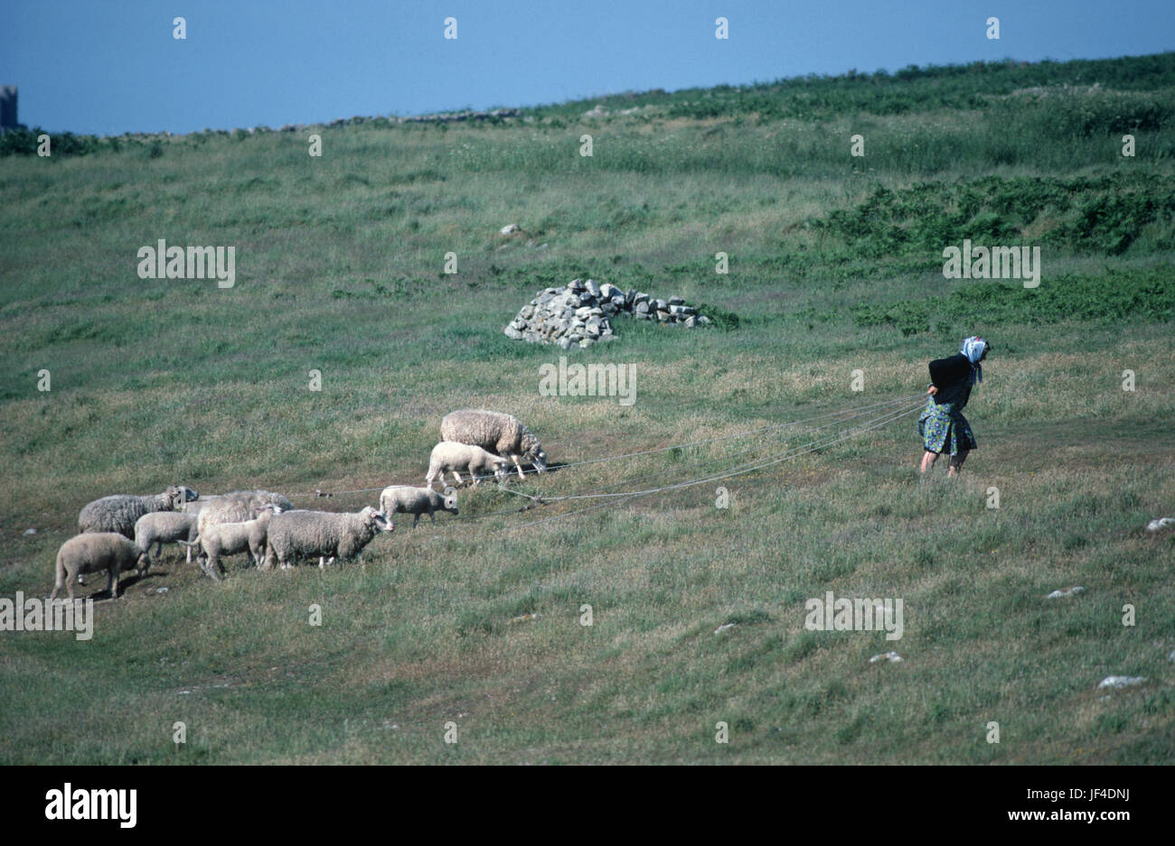 Bringing in tethered sheep, Island of Ushant, Brittany, France Stock ...