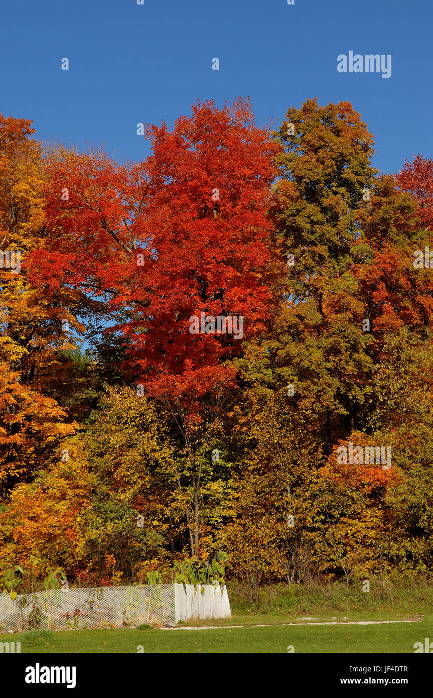 Gorgeous colorful autumn trees Stock Photo - Alamy