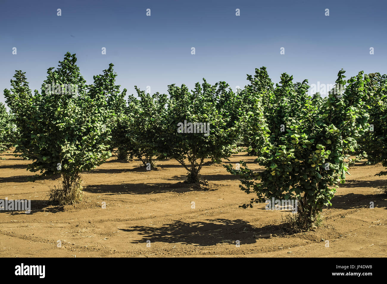 Hazel tree plantation Stock Photo - Alamy