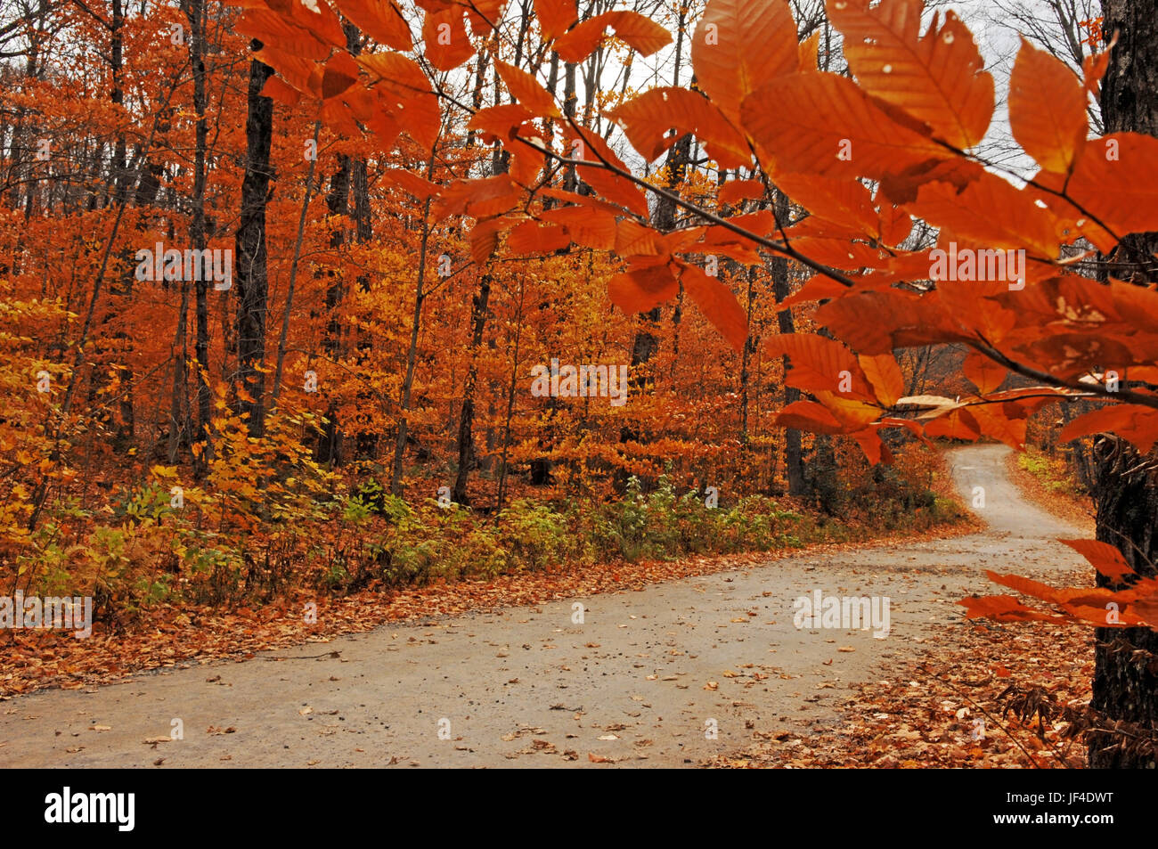 Beautiful scenery in the forest Stock Photo - Alamy