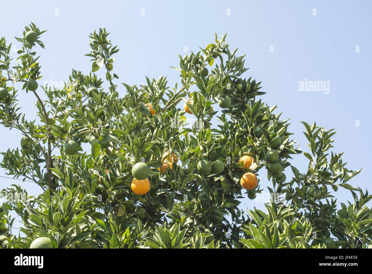 Orange trees in plantation Stock Photo - Alamy