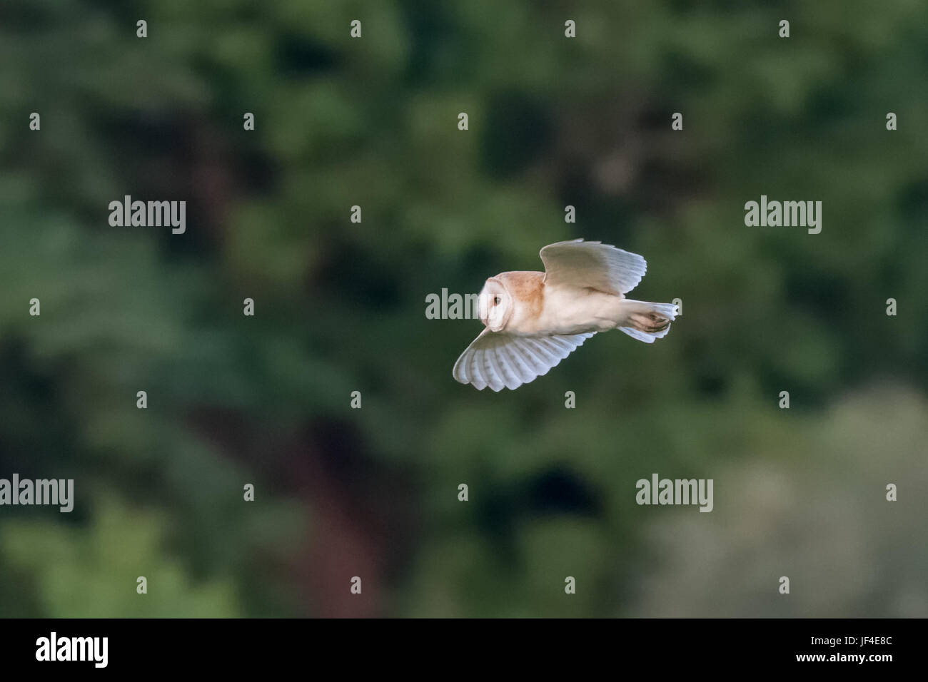 Side view of a single Barn Owl (Tyto alba) flying across green ...