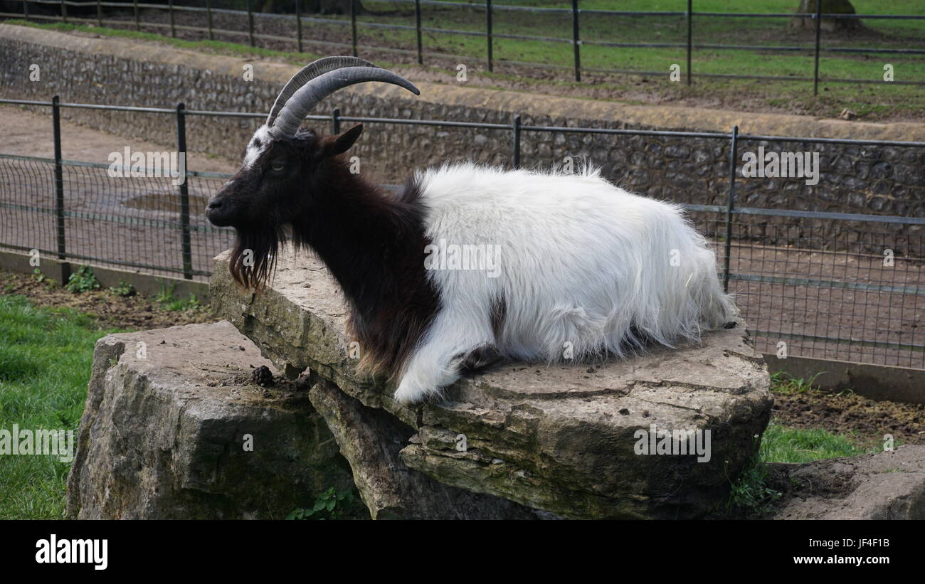 the humble goat Stock Photo - Alamy