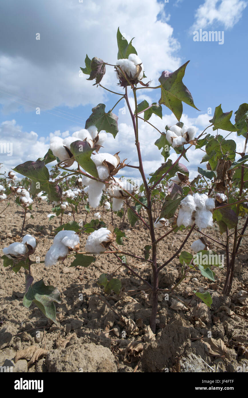 Cotton plants field Stock Photo - Alamy