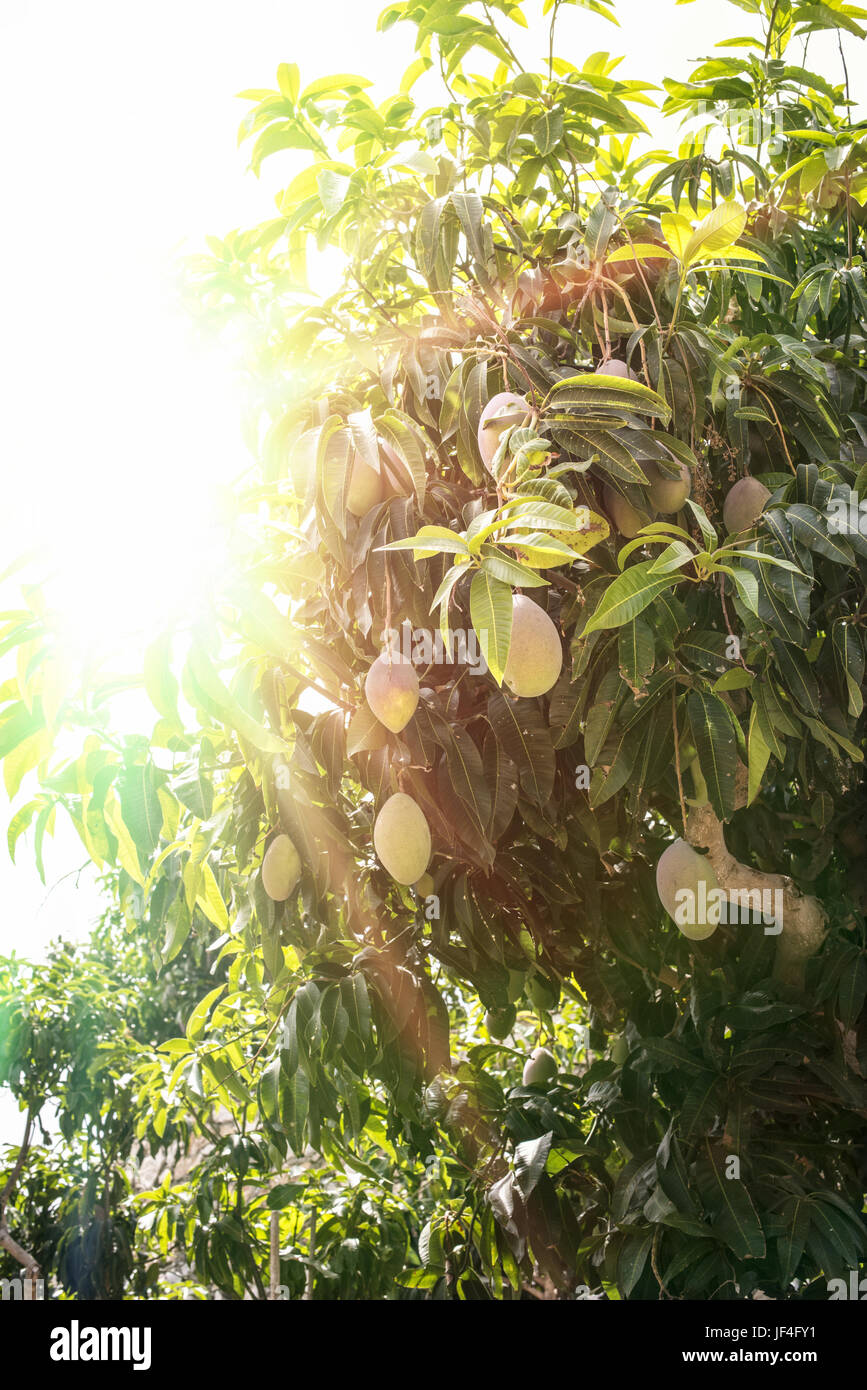 Trees with mangoes at sunset Stock Photo - Alamy
