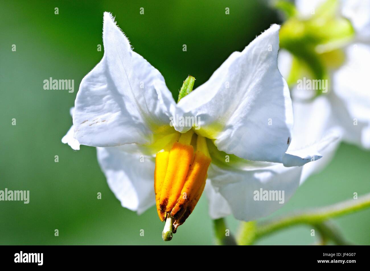 Flower of the potato plant Stock Photo - Alamy