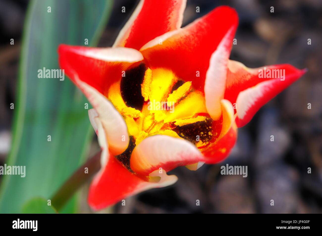 Beauty red hi-res stock photography and images - Alamy