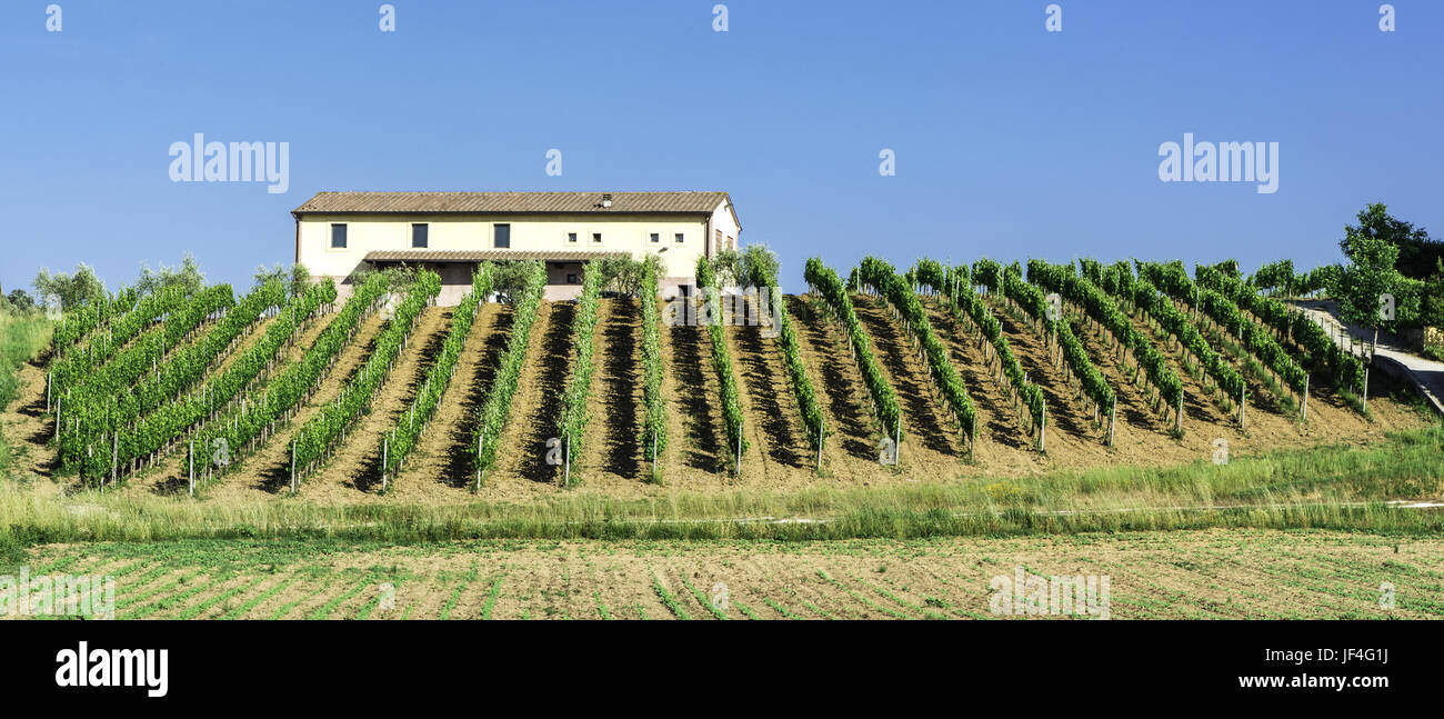 Vine plantations and farmhouse in Italy Stock Photo - Alamy
