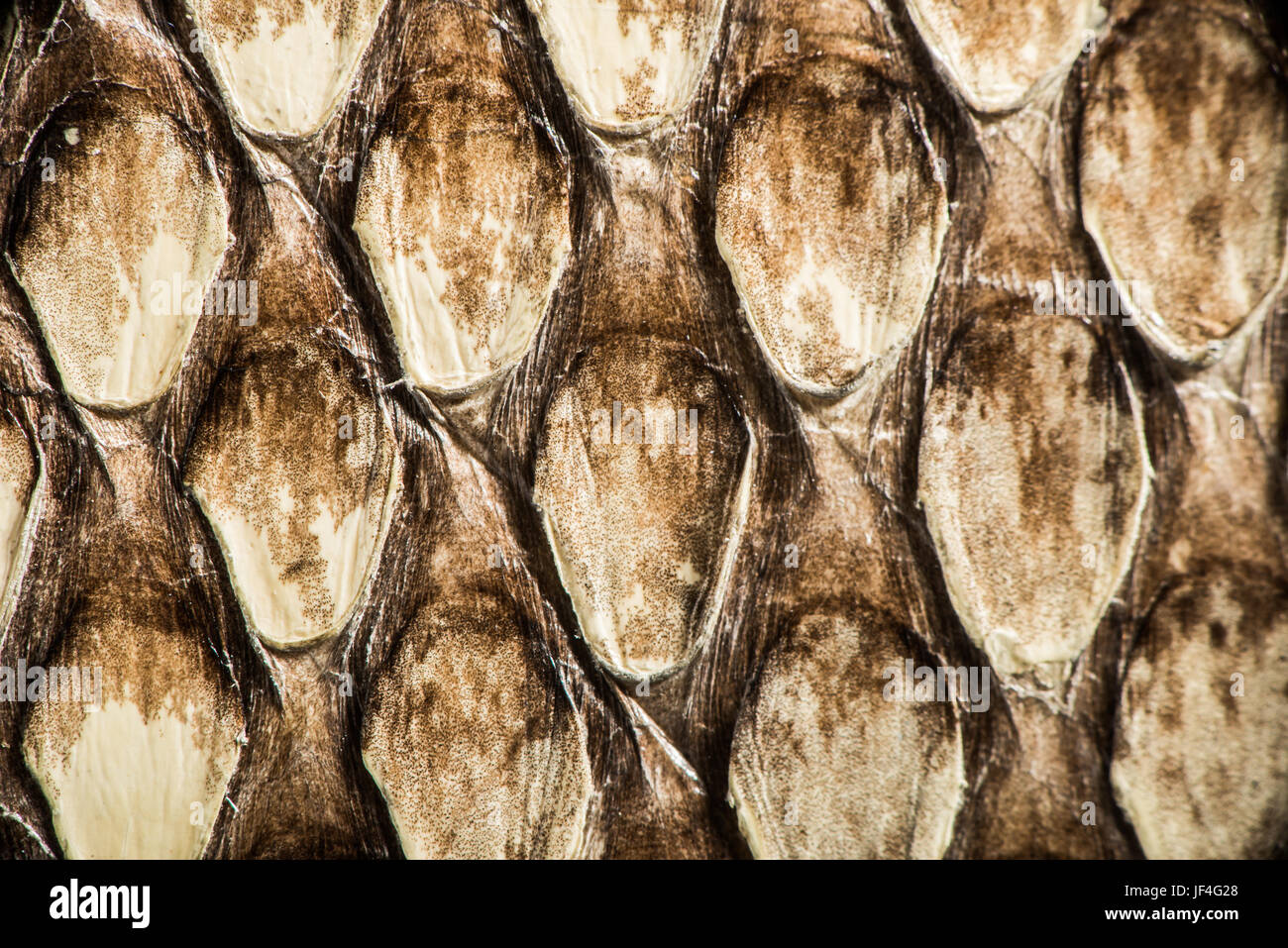 Texture of genuine snakeskin Stock Photo - Alamy