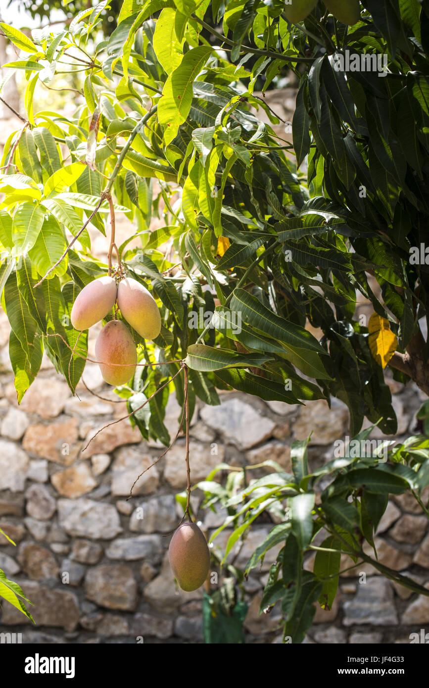 Trees with mangoes at sunset Stock Photo - Alamy