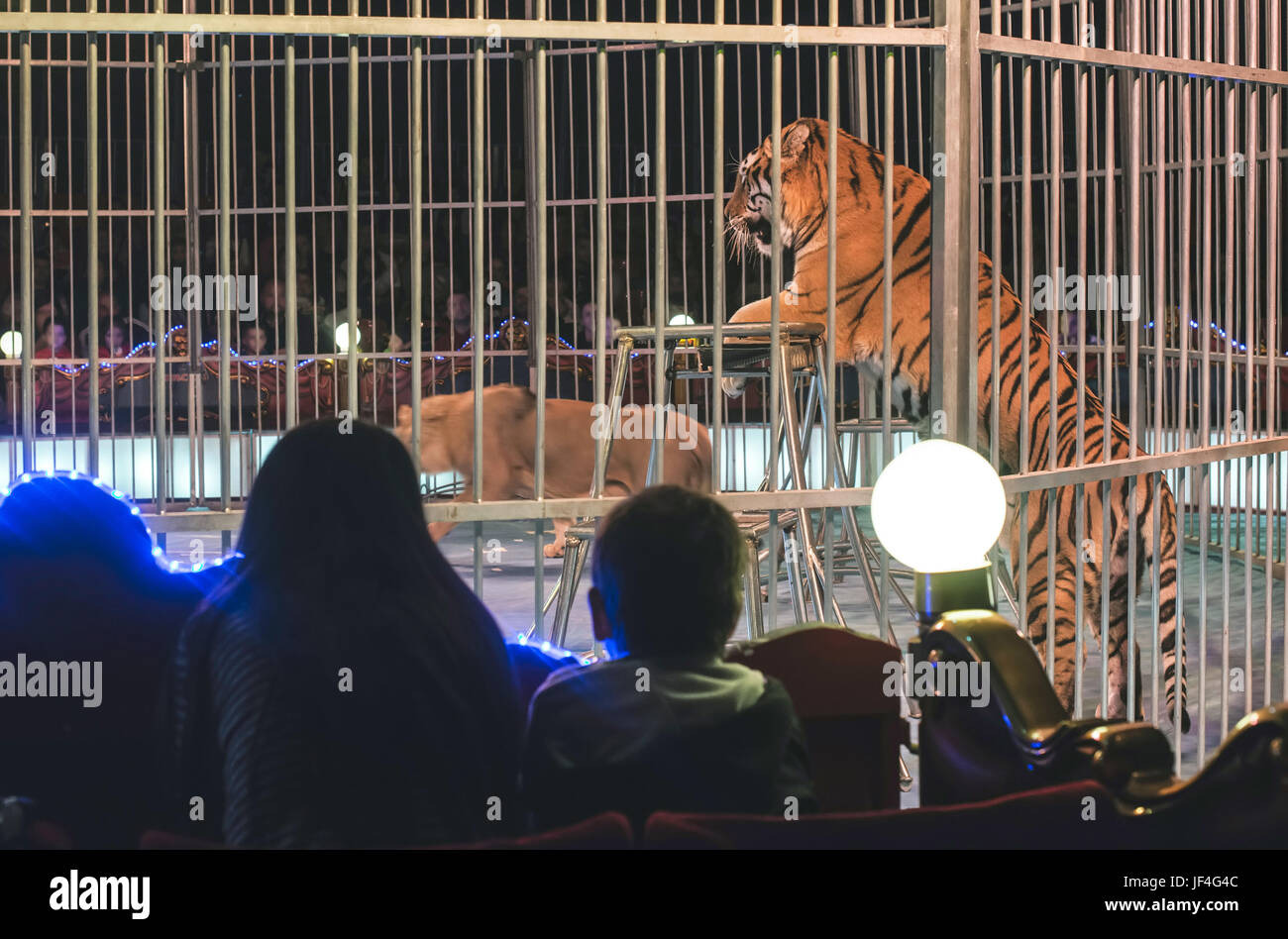 Circus show tiger tamer hi-res stock photography and images - Alamy