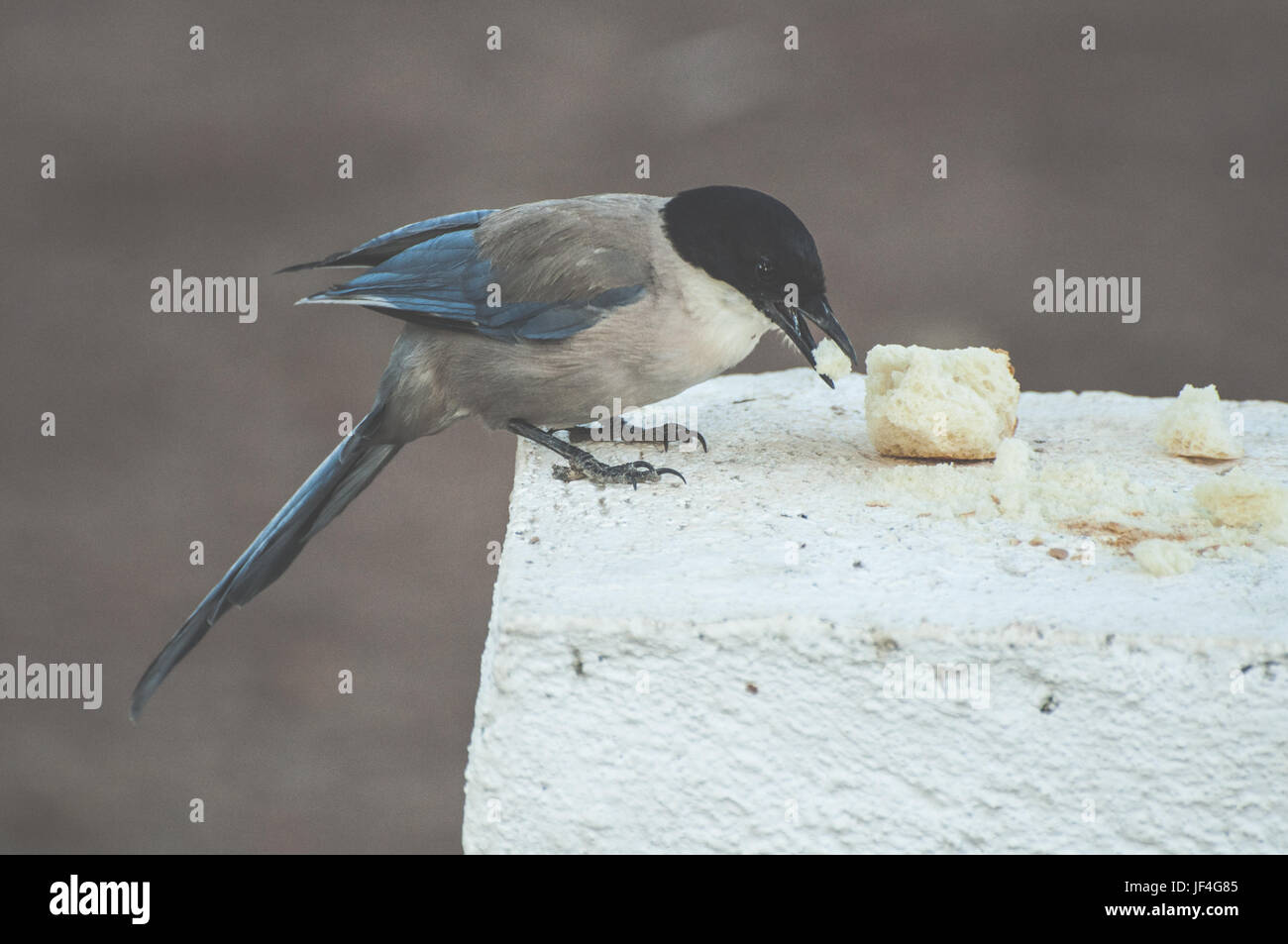 Bird eat bread Stock Photo - Alamy