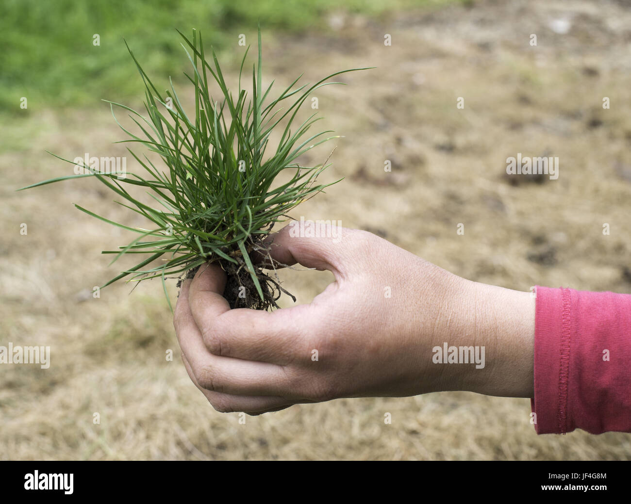Turf grass and earth Stock Photo - Alamy