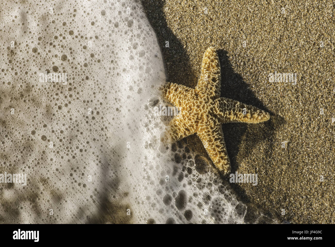 Starfish into the waves Stock Photo - Alamy