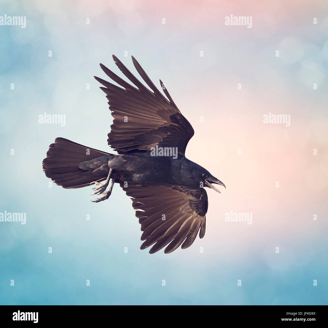 American crow in flight hi-res stock photography and images - Alamy