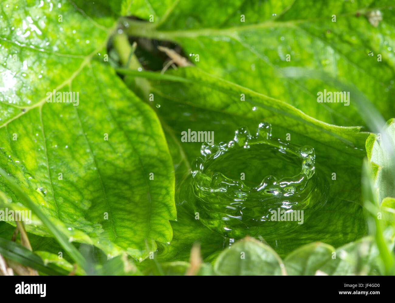 Water drop in the nature Stock Photo - Alamy
