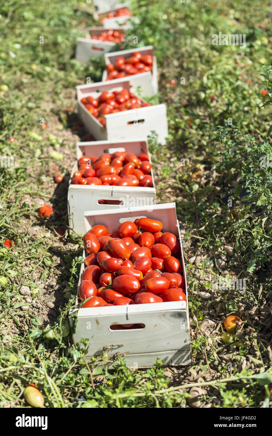 Tomato harvest crates hi-res stock photography and images - Alamy