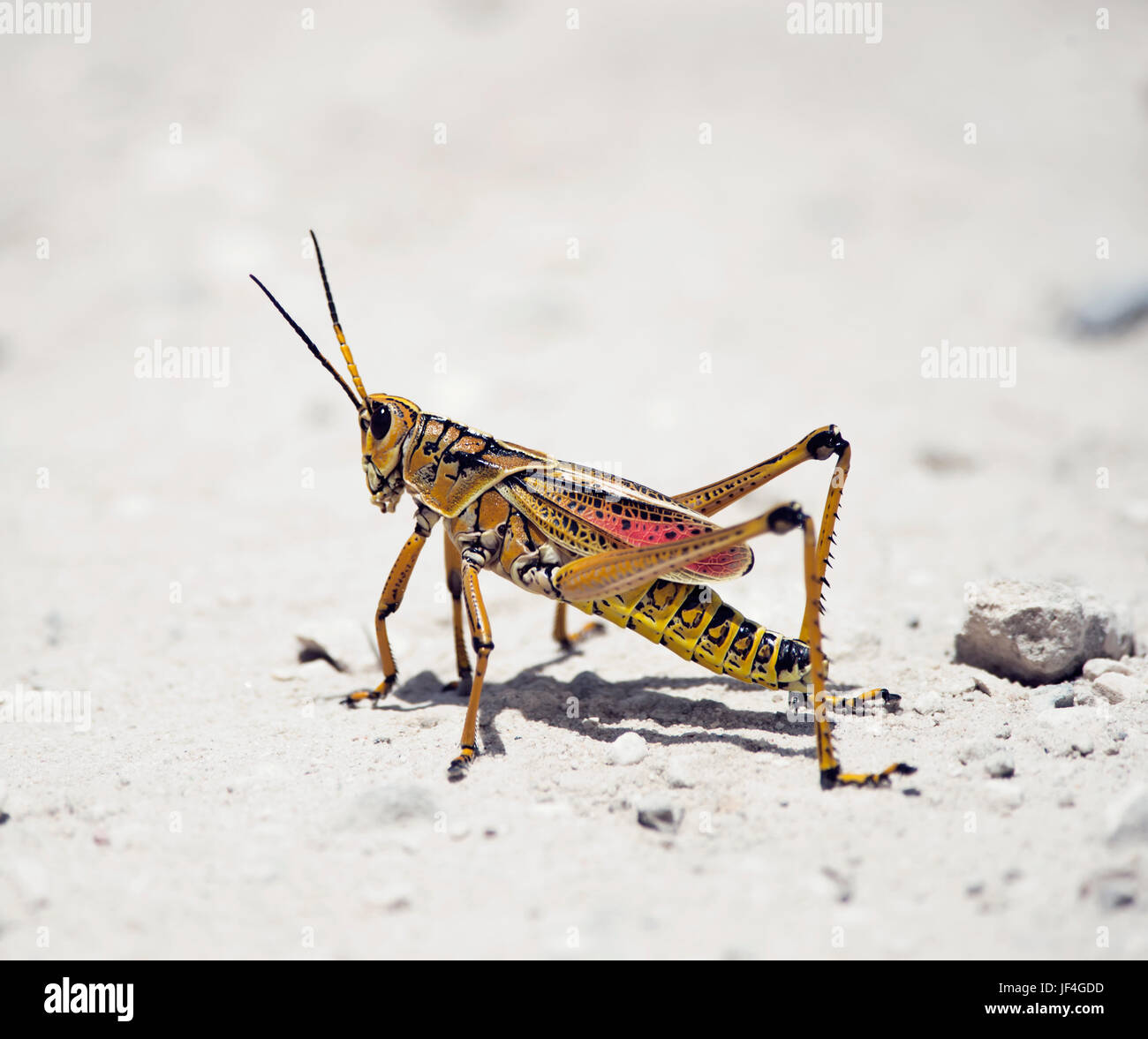 Southeastern Lubber Grasshopper walking on a road Stock Photo - Alamy