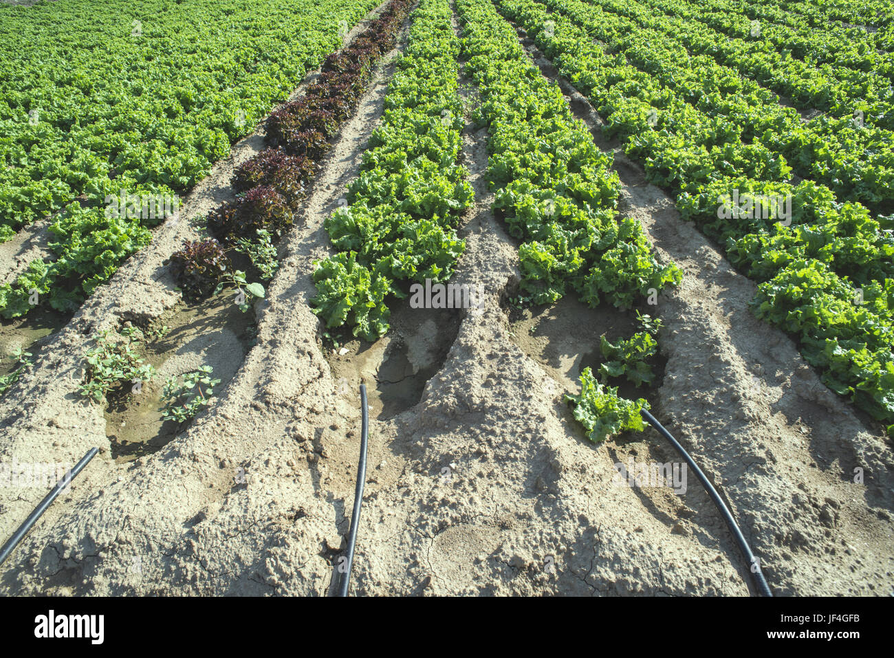 Lettuce plantation field Stock Photo - Alamy