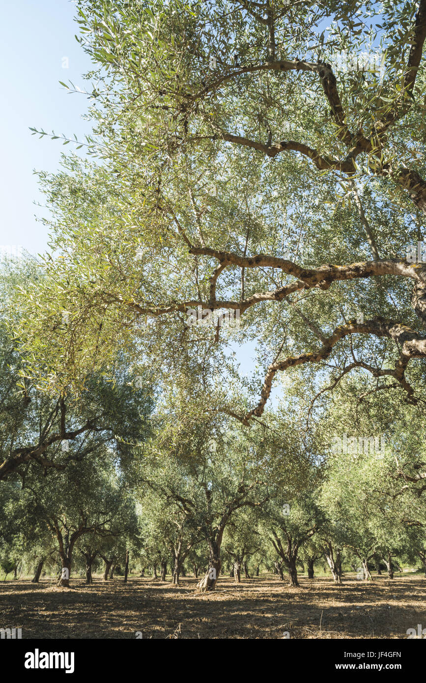 Olive trees and sun rays Stock Photo - Alamy