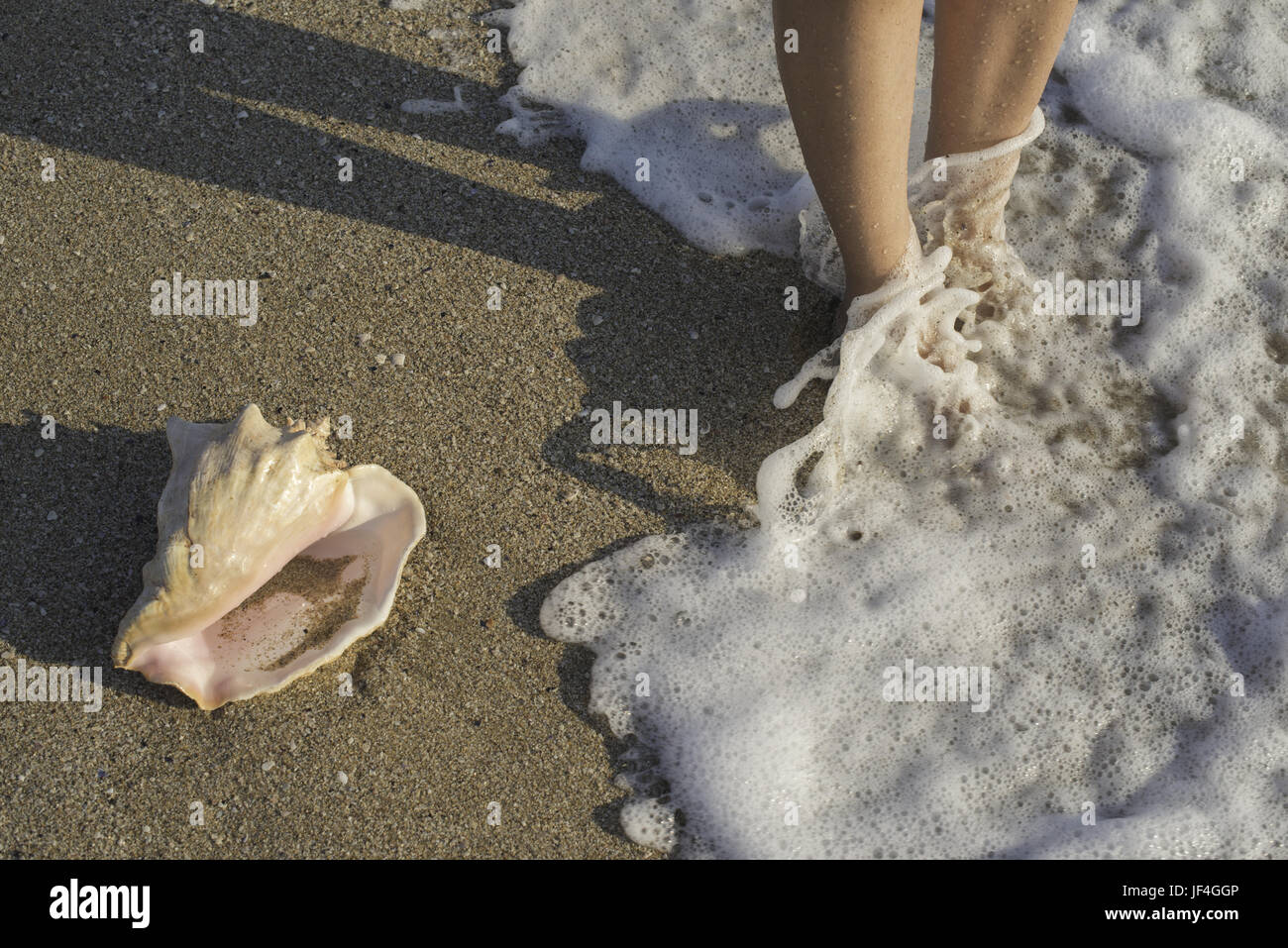 Shells on the beach. Foots in water Stock Photo - Alamy