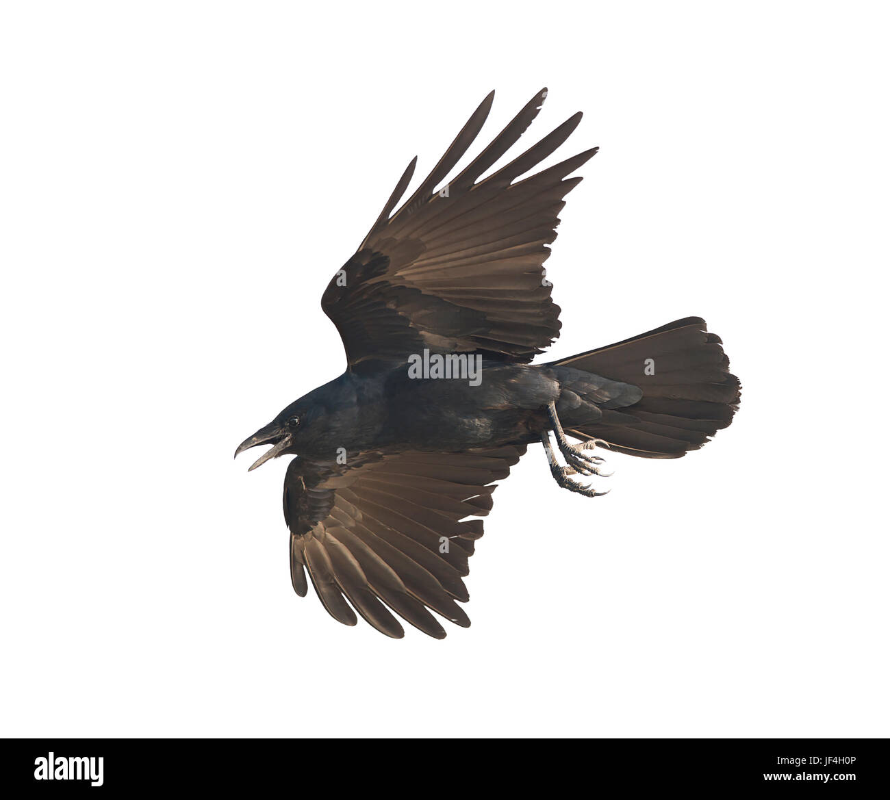 American Crow in flight isolated on white background Stock Photo - Alamy