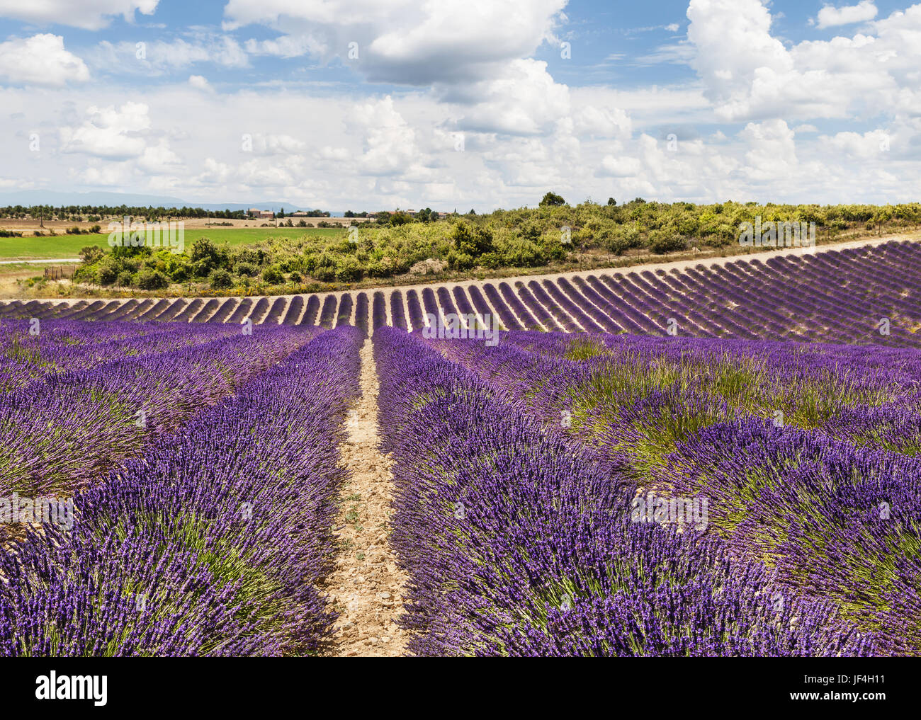 Valensole in Provence, France Stock Photo - Alamy
