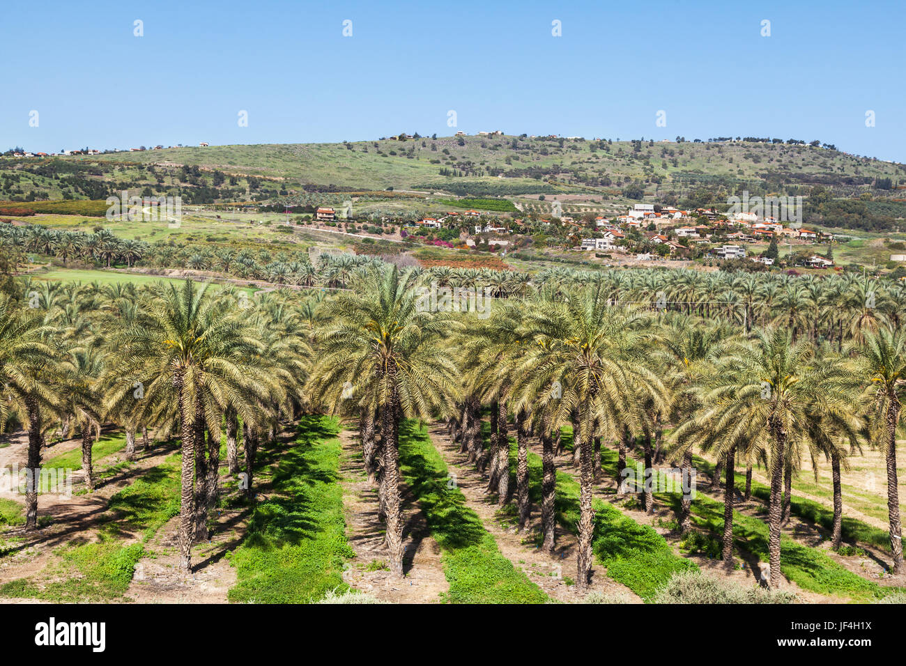 Date plantations in Israel Stock Photo - Alamy