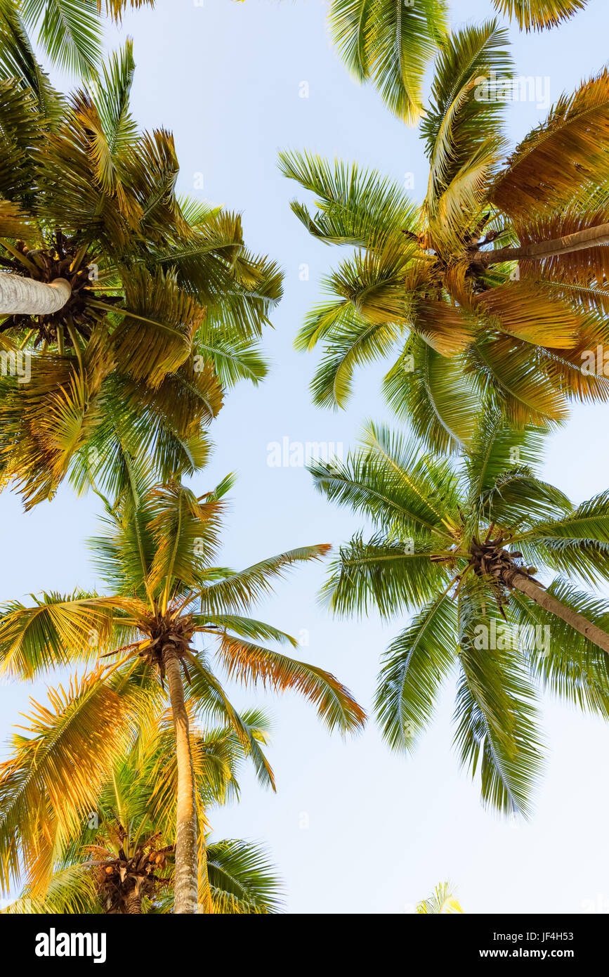 palm sun top Stock Photo - Alamy