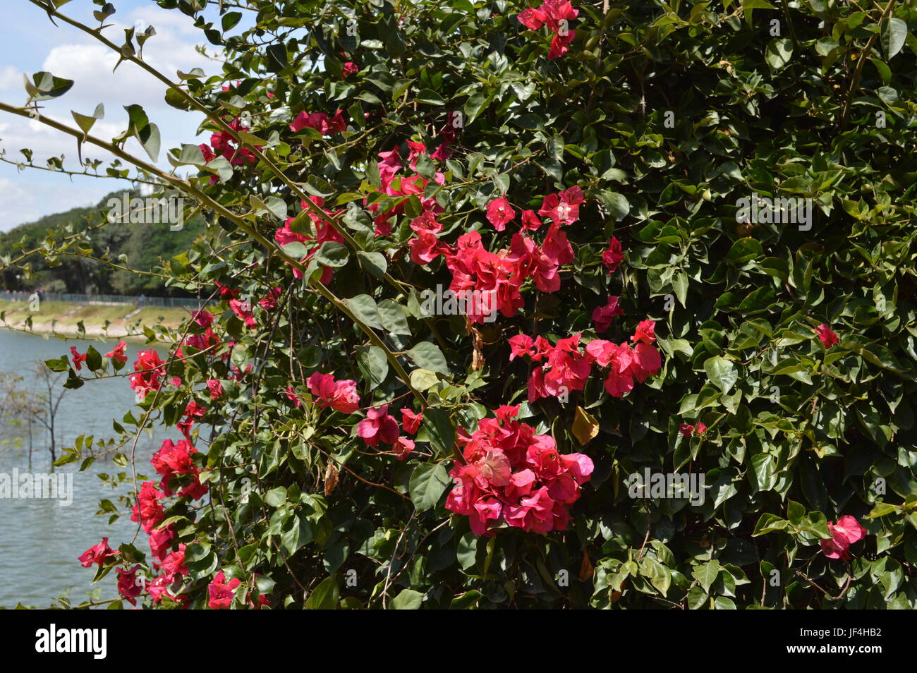 Lal bagh karnataka hi-res stock photography and images - Alamy