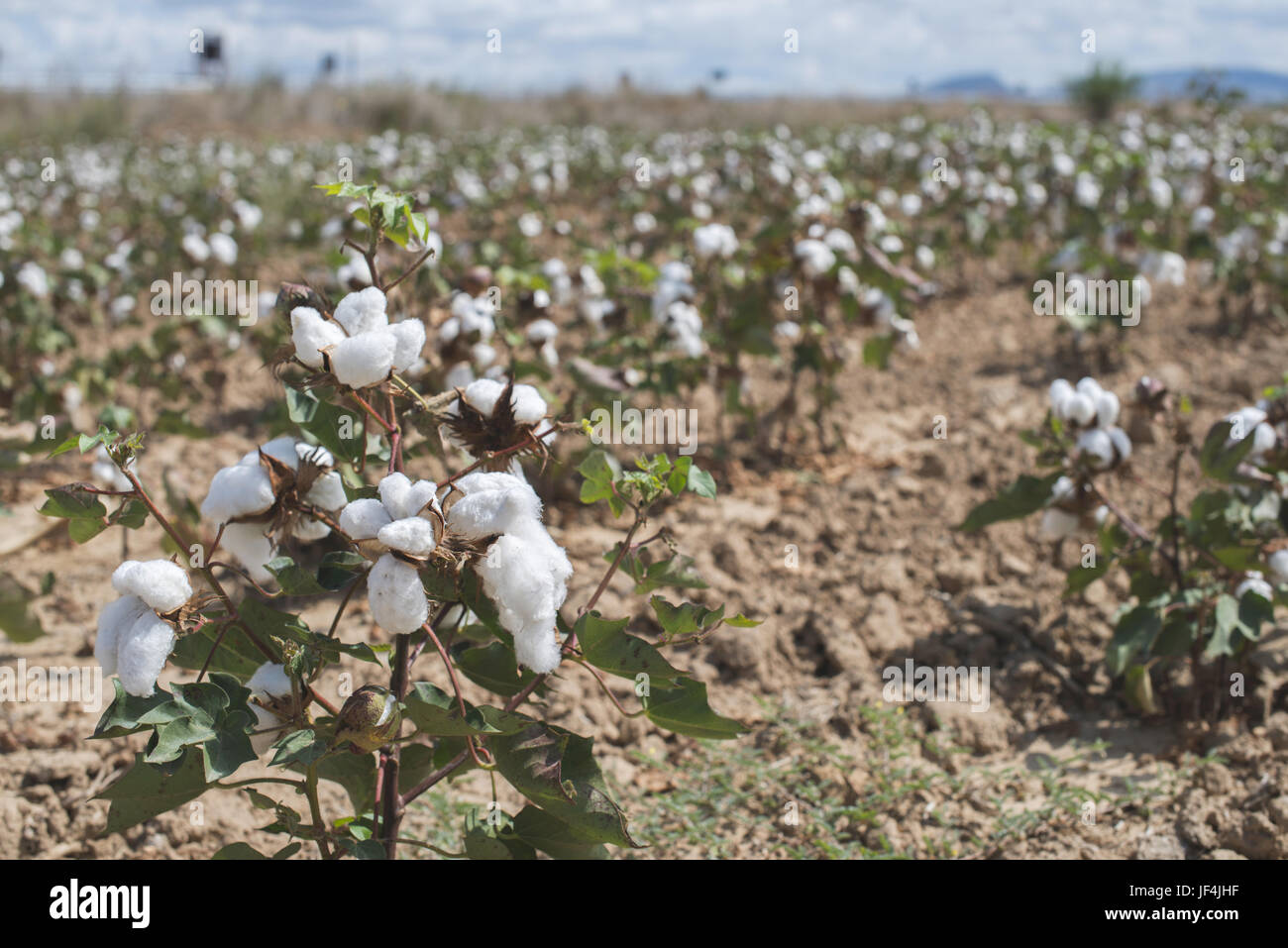 Cotton plants field Stock Photo - Alamy