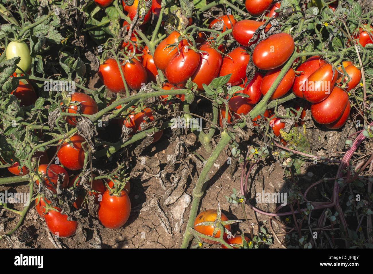 Tomatoes grown in the field Stock Photo - Alamy