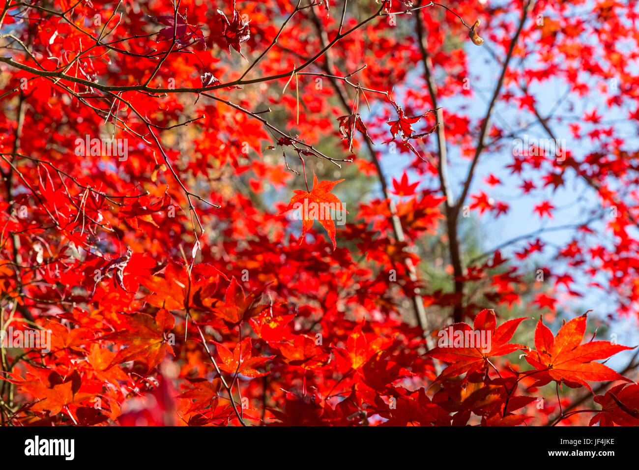 Autumn lea color hi-res stock photography and images - Alamy