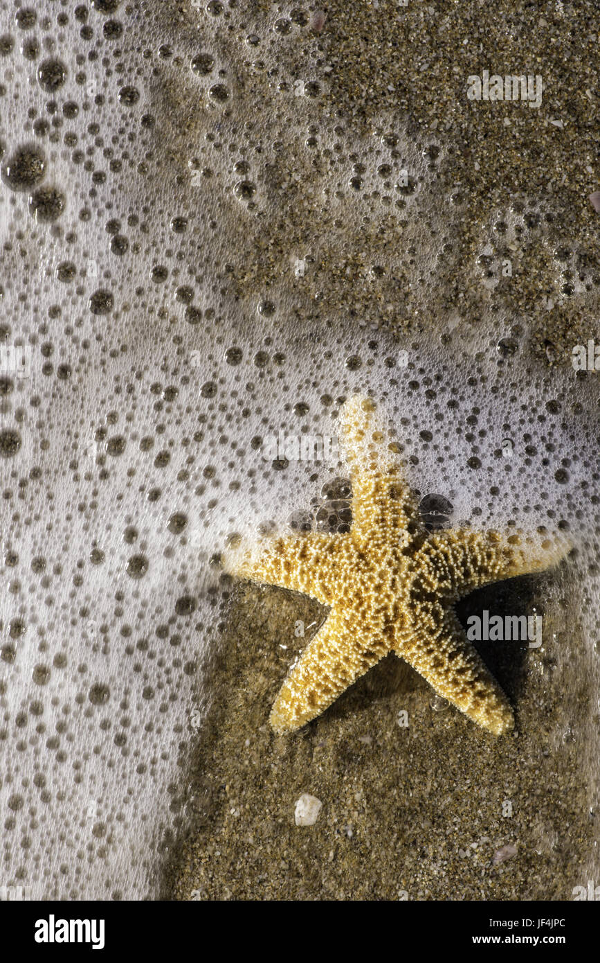 Starfish into the waves Stock Photo - Alamy