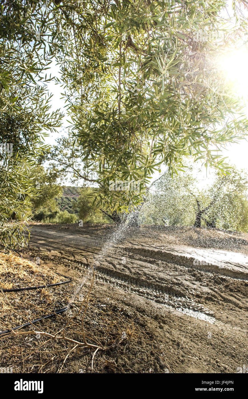 Olive trees and irrigation Stock Photo - Alamy