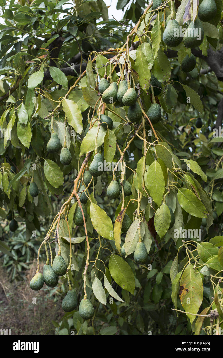 Avocado on a tree Stock Photo - Alamy