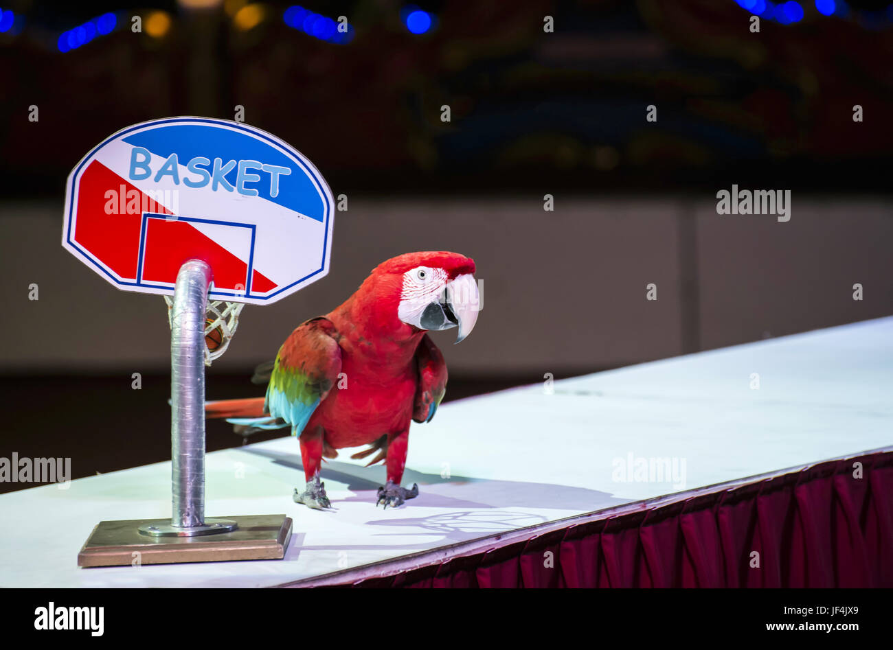 Parrot in the circus Stock Photo - Alamy