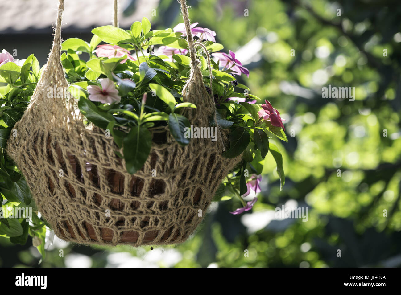 Flowers hanging pot Stock Photo - Alamy