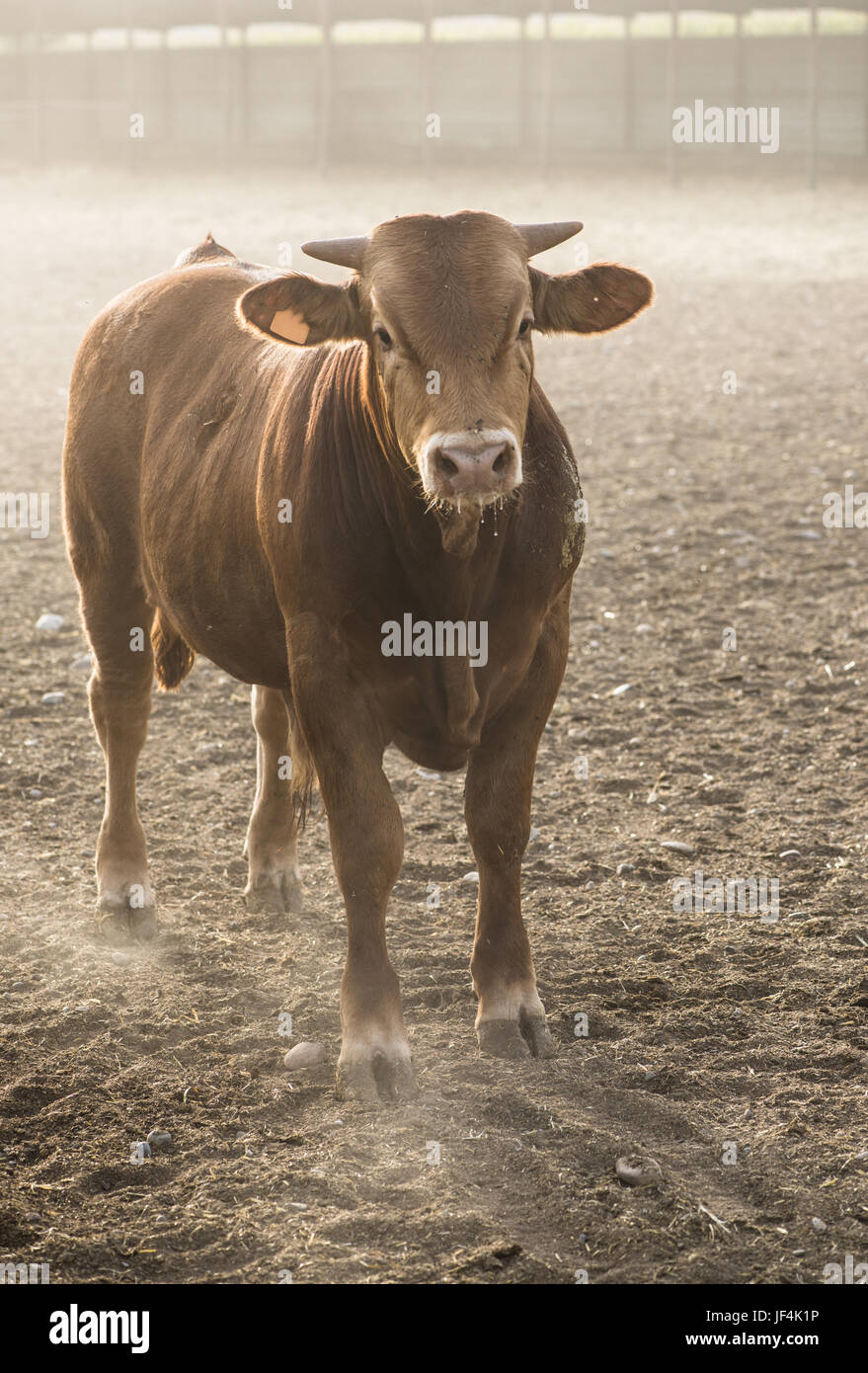 One bull in farm Stock Photo - Alamy