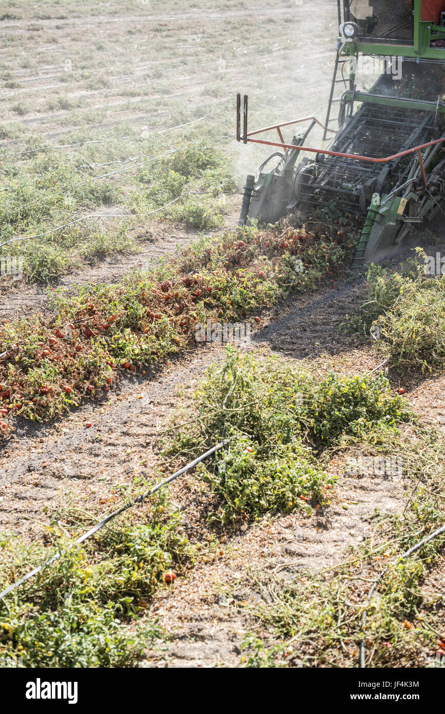 Tomatoes harvesting machine hi-res stock photography and images - Alamy