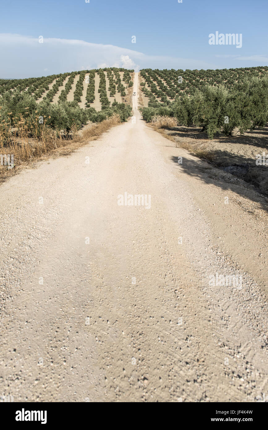 Olive trees and dirt road Stock Photo - Alamy